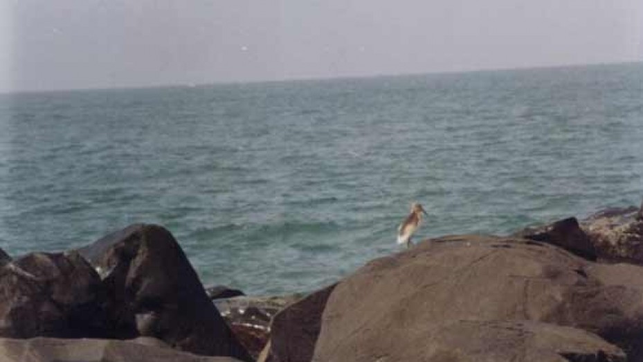 Byndoor Beach - Byndoor | Byndoor Beach Photos, Sightseeing -NativePlanet