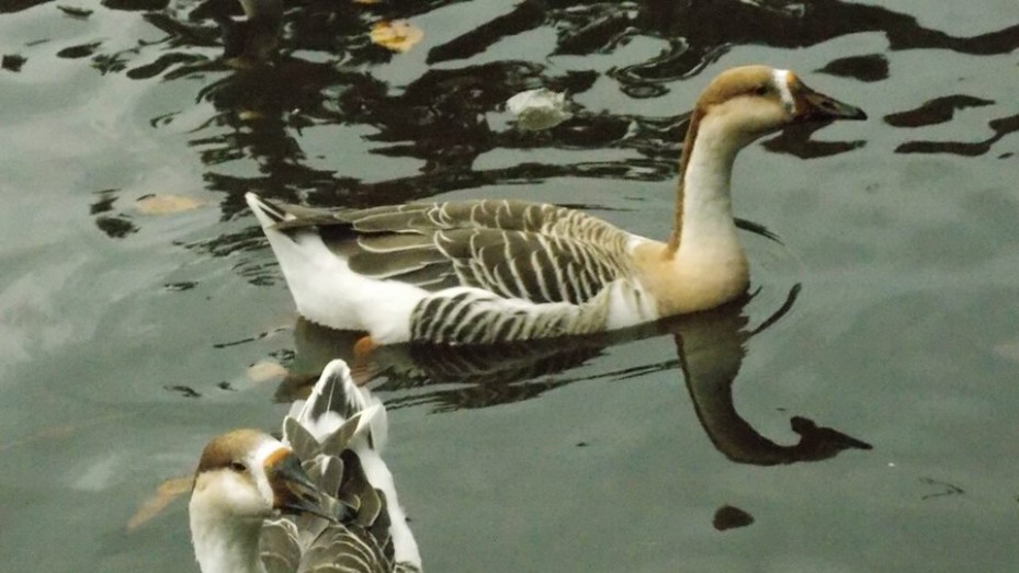 Ri Bhoi Photos, Pictures of Famous Tourist Places and Attractions ...