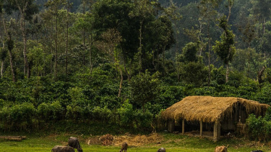 Coorg Photos, Pictures of Famous Tourist Places and Attractions ...