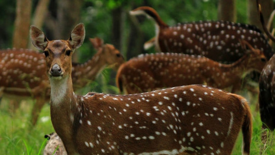 Yadgir Photos, Pictures of Famous Tourist Places and Attractions ...