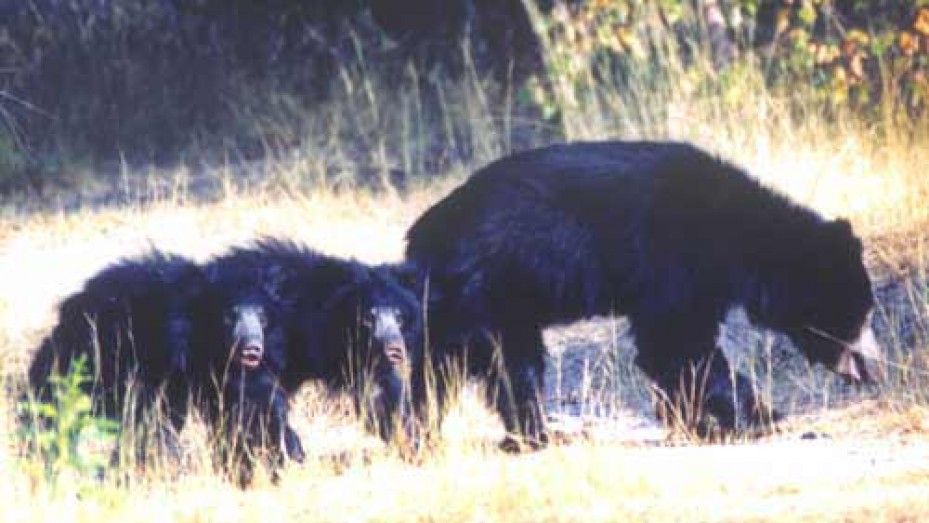 Daroji Sloth Bear Sanctuary - Bellary | Daroji Sloth Bear Sanctuary ...