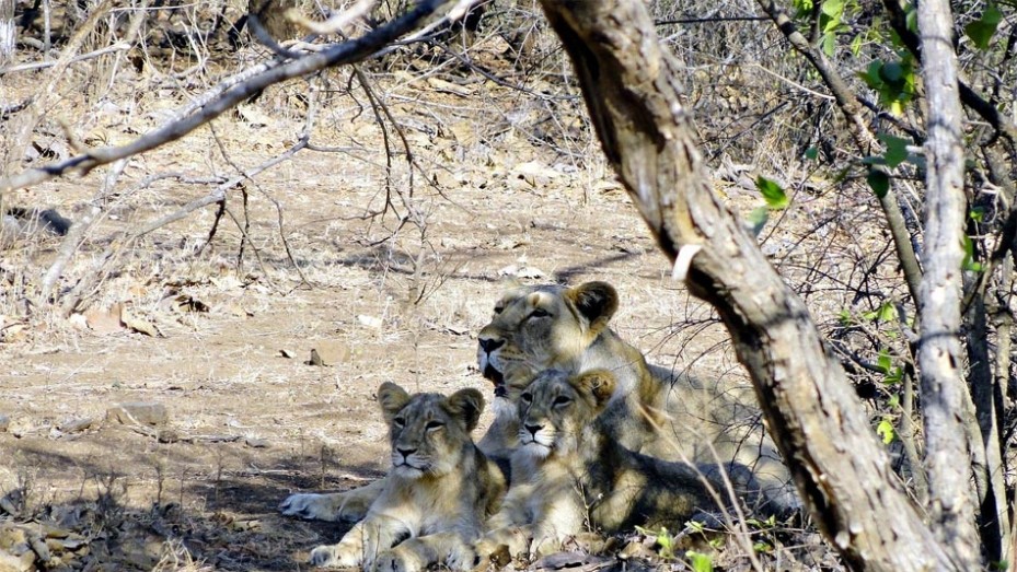 Places to Visit in Gir National Park: Tourist Places in Gir National ...