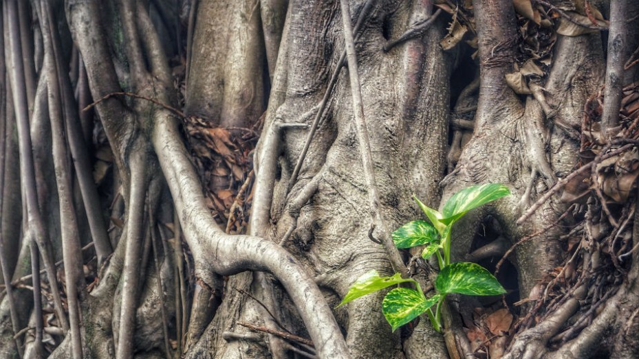 Akshya Vat Vriksh Photos-NativePlanet