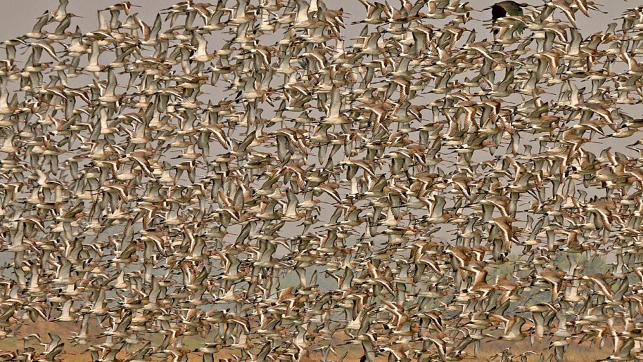 Mangalajodi Bird Sanctuary - Chilka | Mangalajodi Bird Sanctuary Photos ...