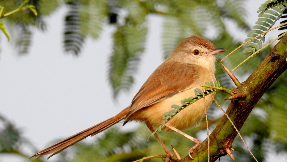 Birding - Chambal Sanctuary | Birding Photos, Sightseeing -NativePlanet