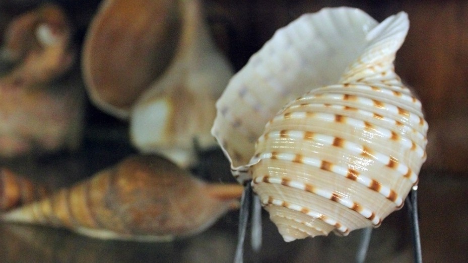 Sea Shell Museum - Diu | Sea Shell Museum Photos, Sightseeing -NativePlanet