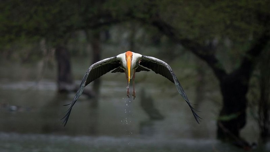 Keetham Lake And Sur Sarovar Bird Sanctuary - Agra | Keetham Lake And ...
