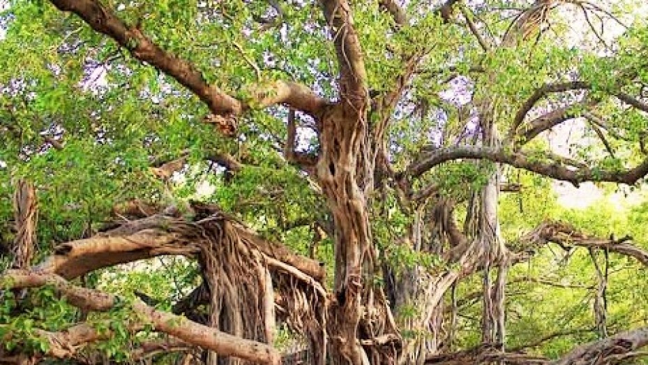 Akshayavat - Allahabad | Akshayavat Photos, Sightseeing -NativePlanet