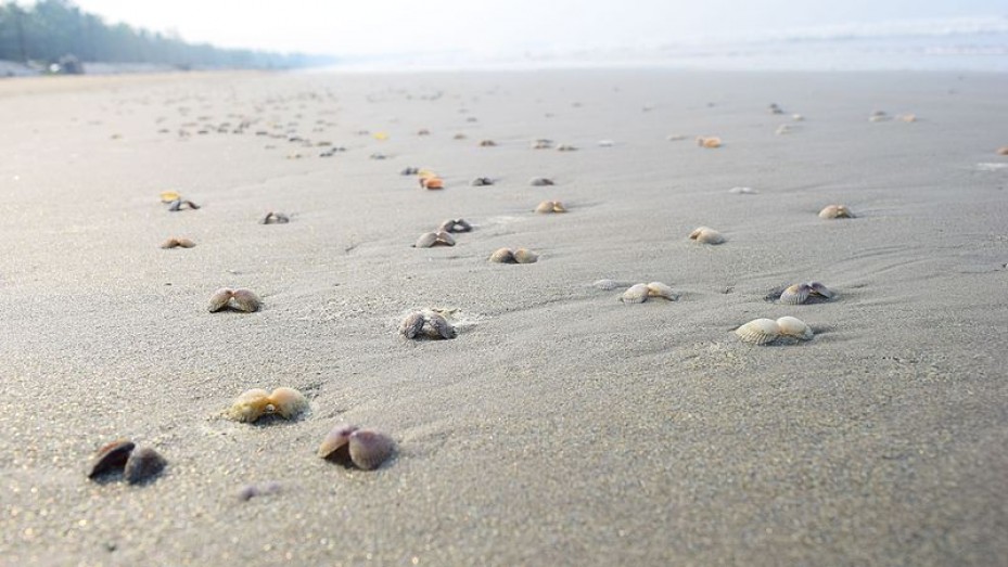 Places to Visit in Payyoli: Tourist Places in Payyoli, Payyoli Tourism ...