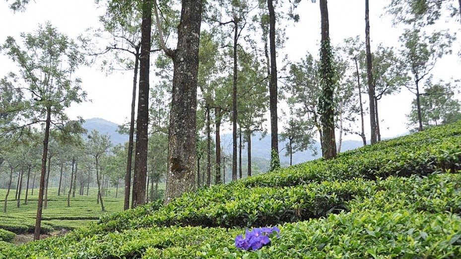 Vagamon Photos, Pictures of Famous Tourist Places and Attractions ...