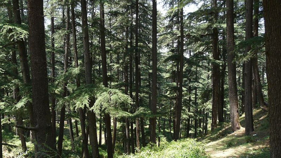 Naldehra Photos, Pictures of Famous Tourist Places and Attractions ...