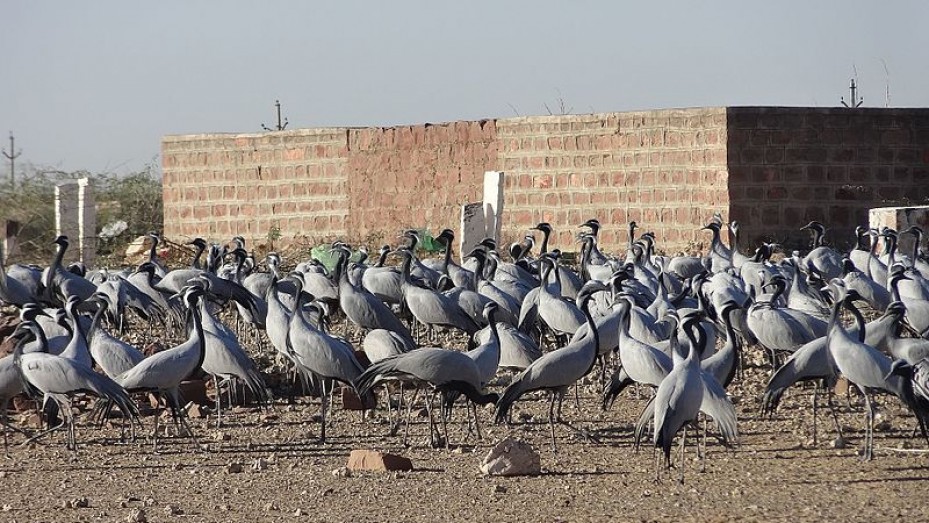 Phalodi Photos, Pictures of Famous Tourist Places and Attractions ...