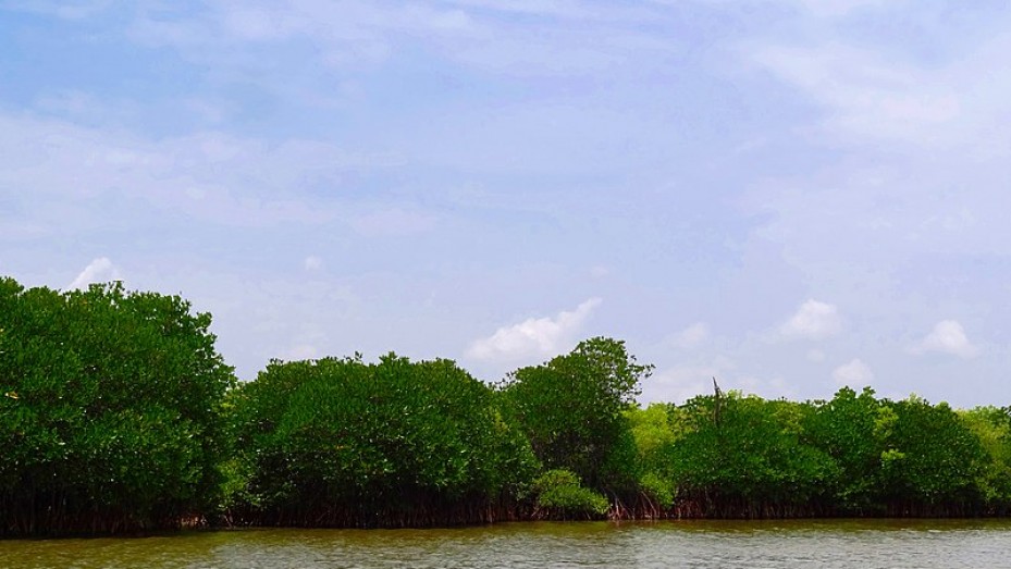 Pichavaram Mangrove Forest Photos-NativePlanet
