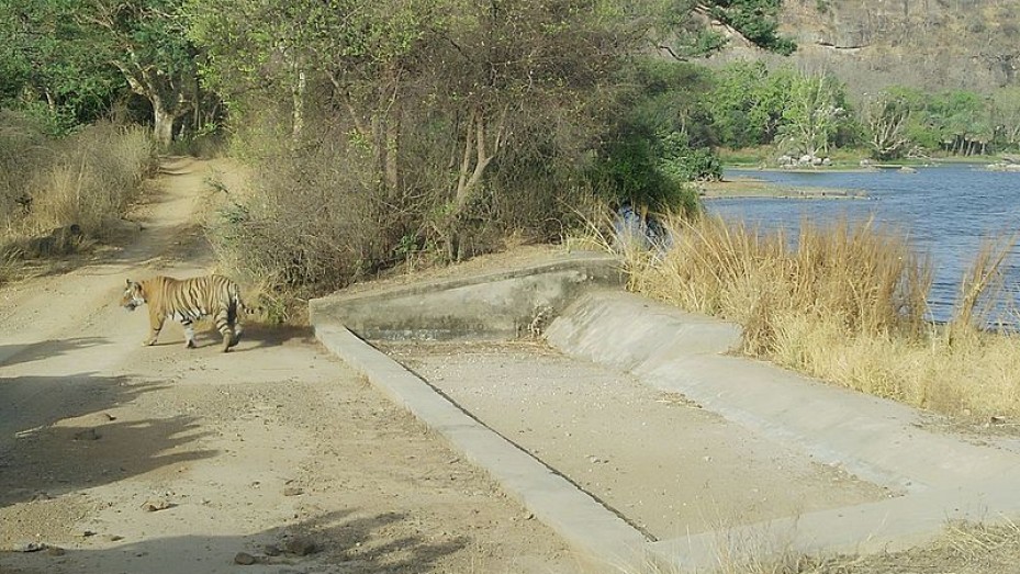 Ranthambore Photos, Pictures of Famous Tourist Places and Attractions ...