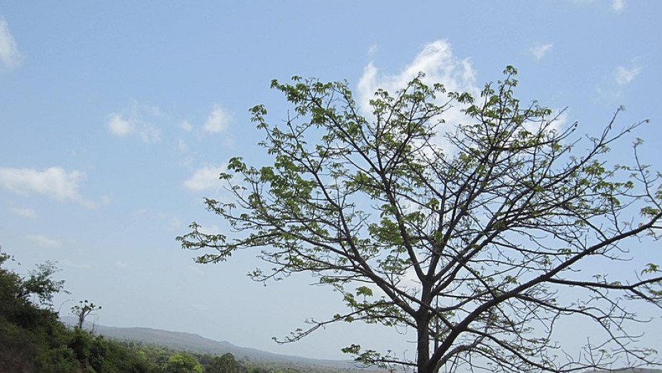 Bordi Photos, Pictures of Famous Tourist Places and Attractions ...