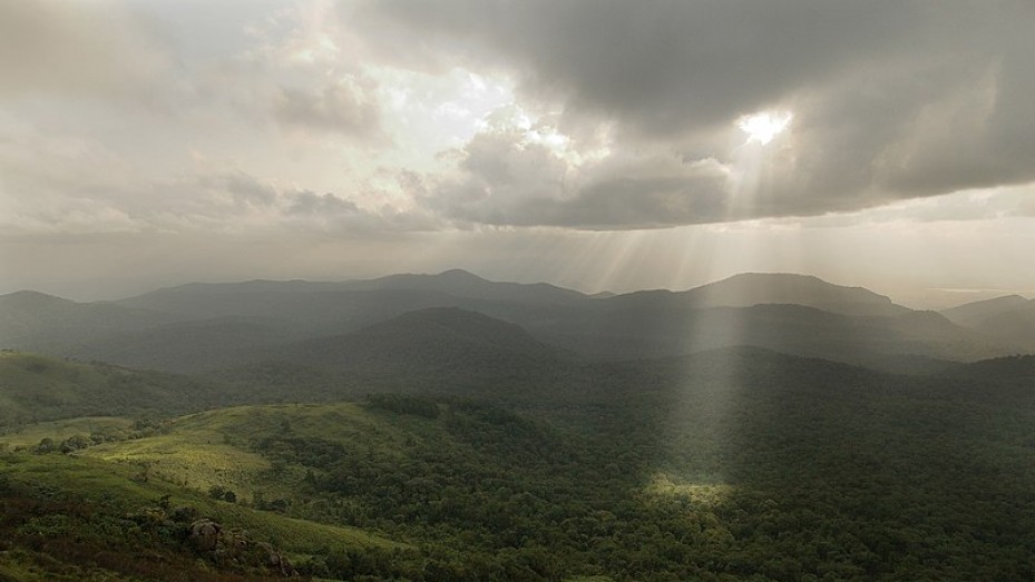 Dodda Sampige Mara Photos-NativePlanet