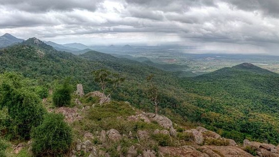 Dodda Sampige Mara Photos-NativePlanet