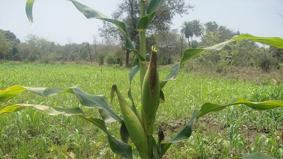 Udvada Photos, Pictures of Famous Tourist Places and Attractions ...