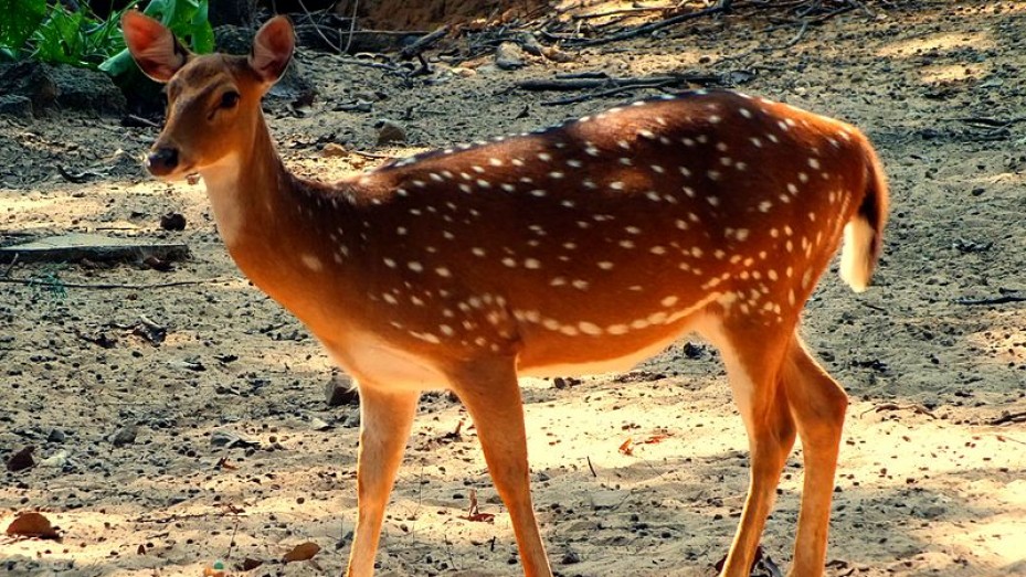 Jhargram Photos, Pictures of Famous Tourist Places and Attractions ...