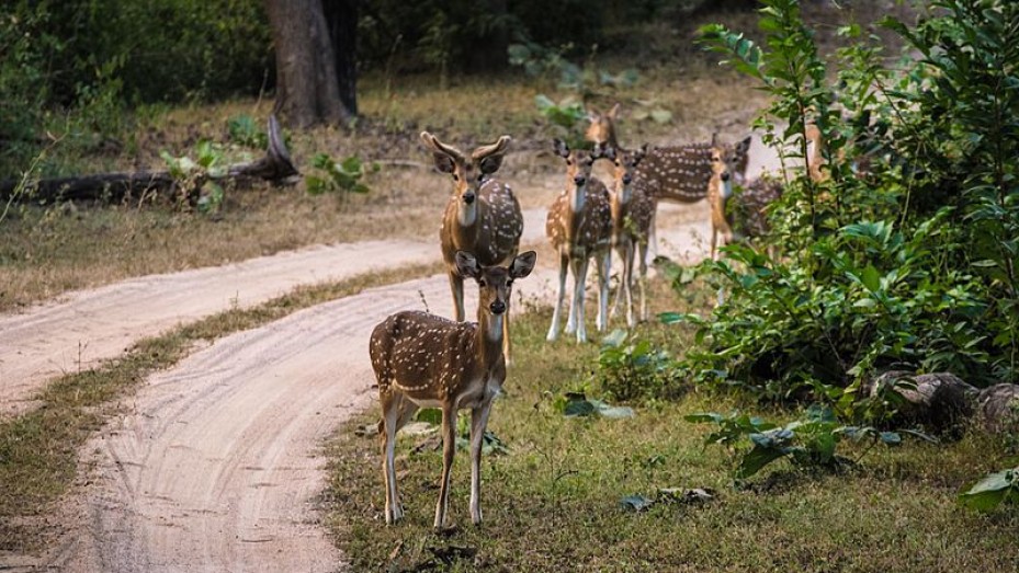 Seoni Photos, Pictures of Famous Tourist Places and Attractions ...