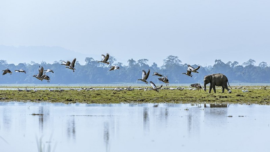 National Parks In Assam Photos, Pictures of Famous Tourist Places and ...