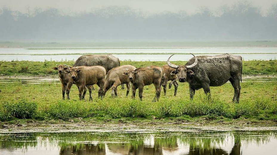 National Parks In Assam Photos, Pictures of Famous Tourist Places and ...