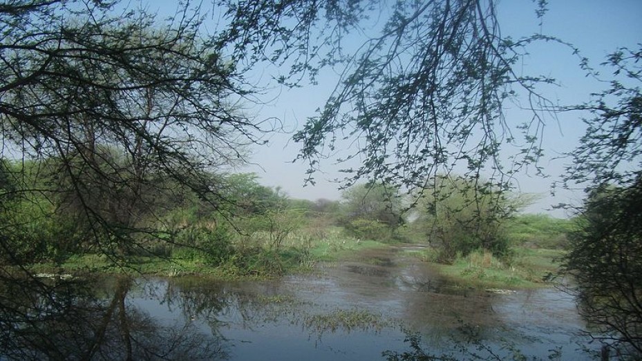 Chambal Sanctuary Photos, Pictures of Famous Tourist Places and ...