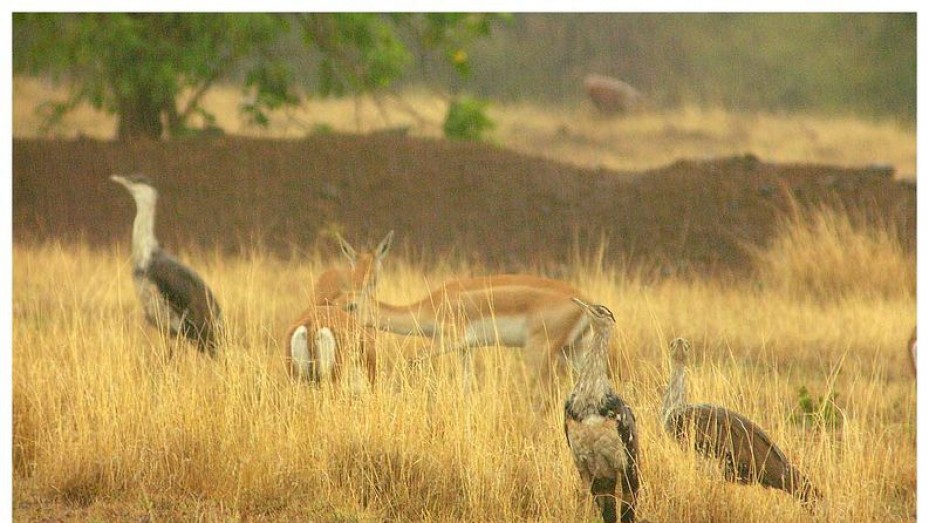 Nannaj - Great Indian Bustard Sanctuary - Solapur | Nannaj - Great ...