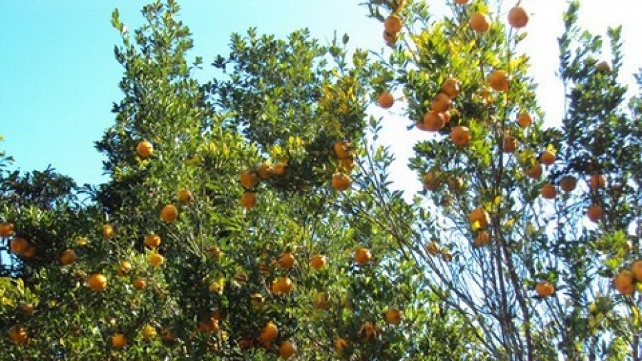 Longleng Photos, Pictures of Famous Tourist Places and Attractions ...