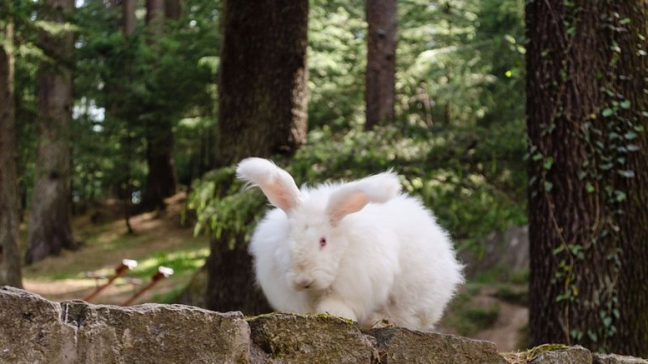 Manali Zoo - Manali | Manali Zoo Photos, Sightseeing -NativePlanet