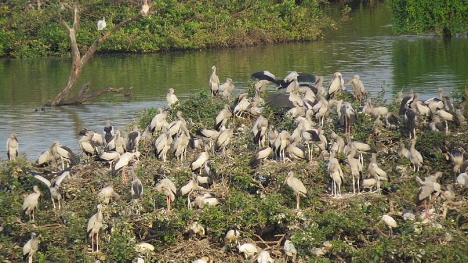 Vedanthangal Bird sanctuary - Vedanthangal | Vedanthangal Bird ...