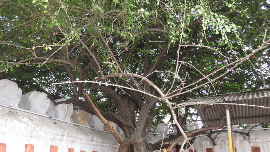 Karamadai Ranganatha Temple Photos-NativePlanet