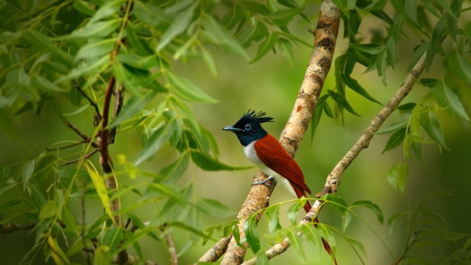 Mangalavanam Bird Sanctuary - Kochi | Mangalavanam Bird Sanctuary ...