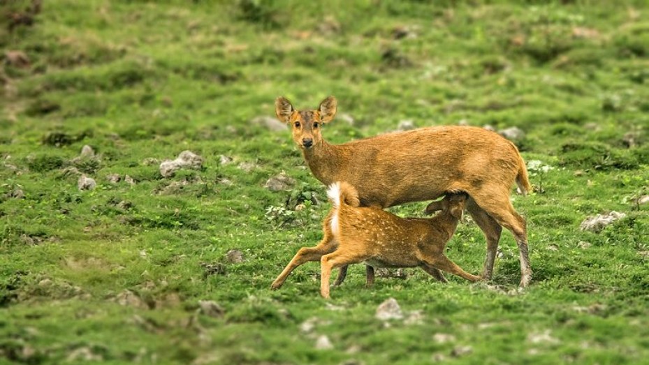 Panbari Reserve Forest - Kaziranga | Panbari Reserve Forest Photos ...