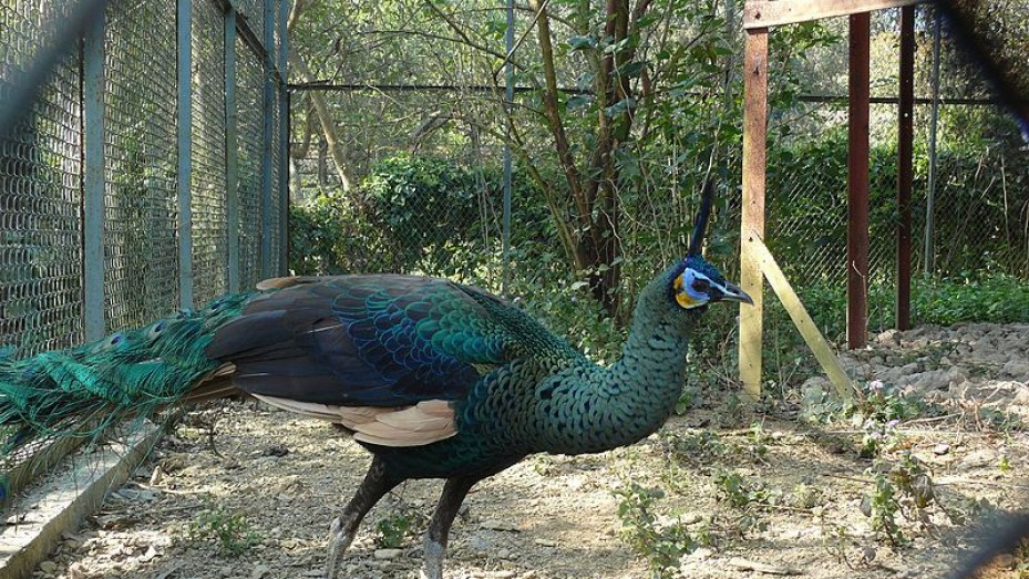 Manipur Zoological Gardens - Imphal | Manipur Zoological Gardens Photos ...