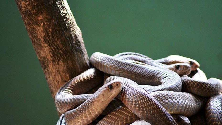 Katraj Snake Park - Pune | Katraj Snake Park Photos, Sightseeing ...