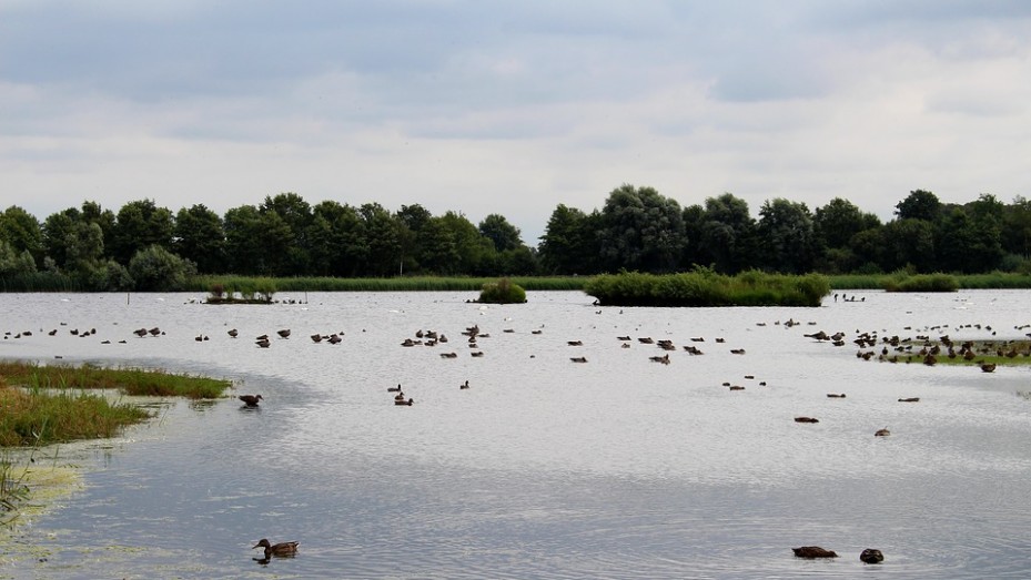 Pong Lake Sanctuary - Kangra | Pong Lake Sanctuary Photos, Sightseeing ...