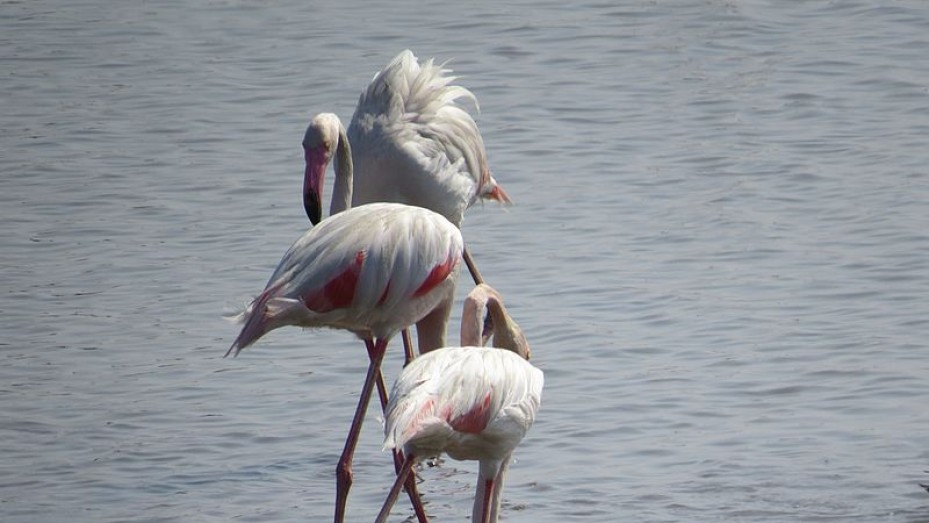 Khijadiya Bird Sanctuary - Jamnagar | Khijadiya Bird Sanctuary Photos ...