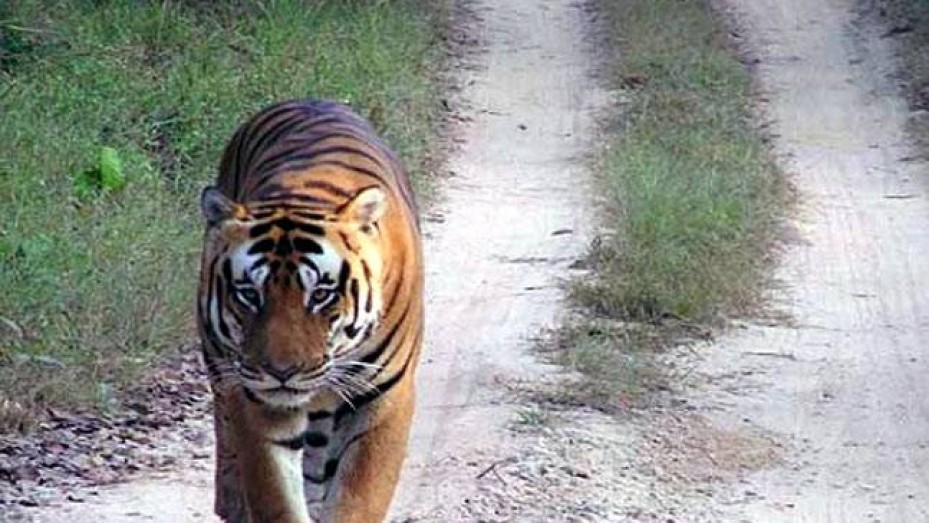 Gugarnal National Park - Amravati | Gugarnal National Park Photos ...