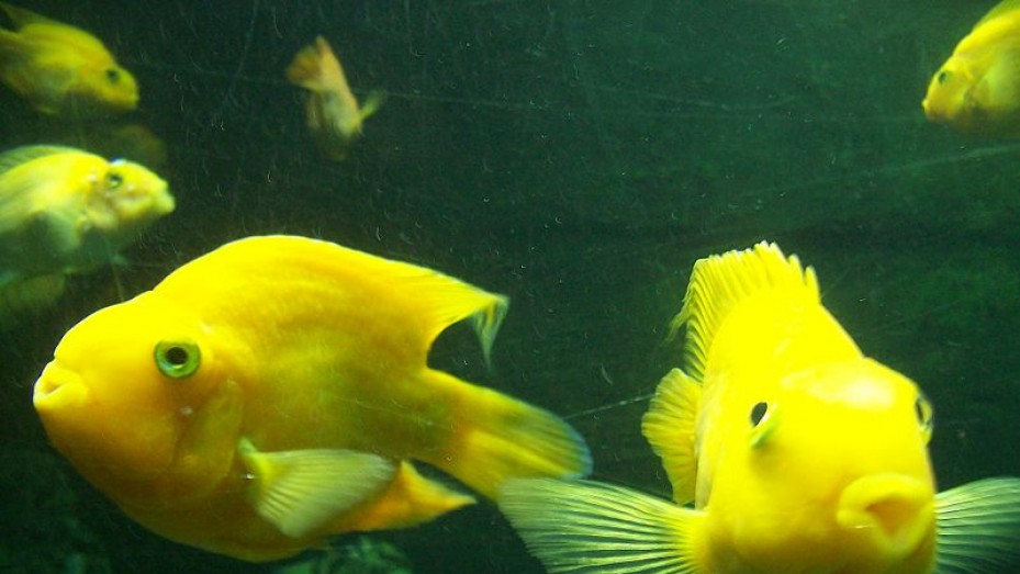 Bagh-e-Bahu Aquarium - Jammu | Bagh-e-Bahu Aquarium Photos, Sightseeing ...