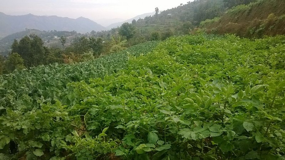 Potato Farm - Dhanaulti | Potato Farm Photos, Sightseeing -NativePlanet