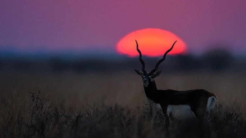 Chhapar Sanctuary - Ladnun | Chhapar Sanctuary Photos, Sightseeing ...