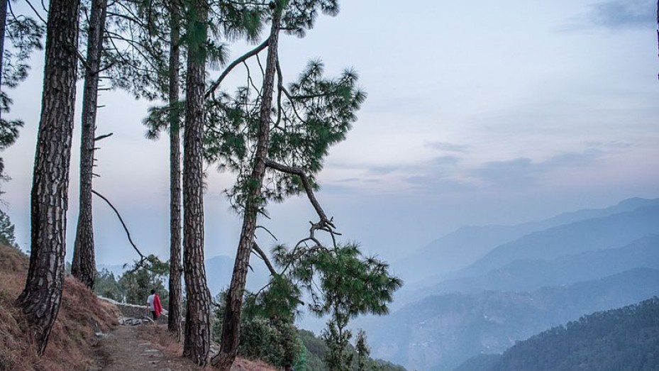 Binsar - Almora | Binsar Photos, Sightseeing -NativePlanet