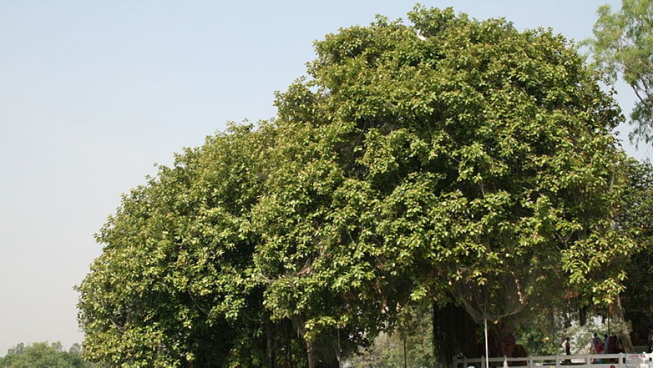 Mini Zoo, Pipli Photos-NativePlanet