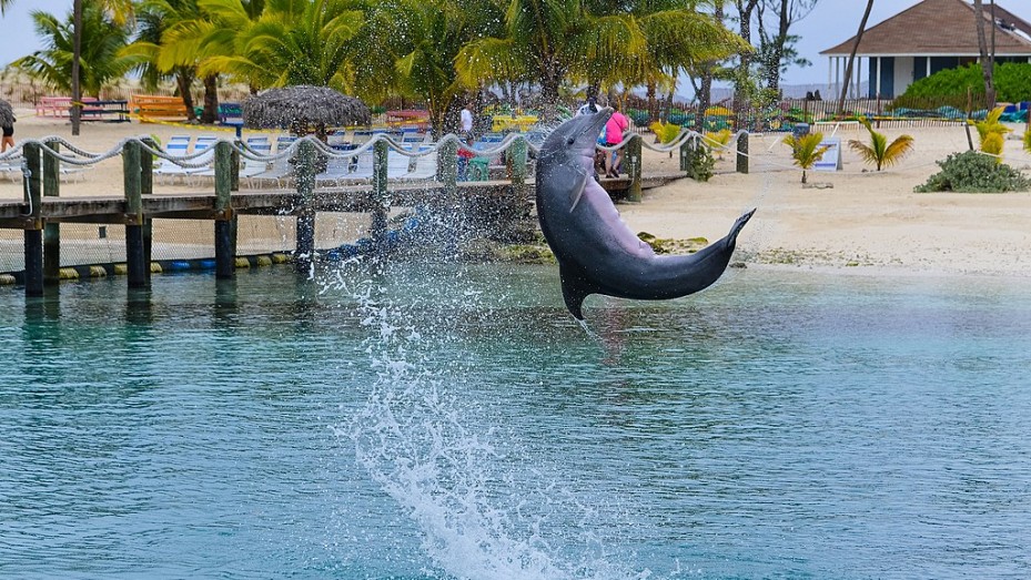 Vikramshila Gangetic Dolphin Sanctuary - Bhagalpur | Vikramshila Gangetic Dolphin Sanctuary ...