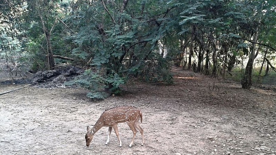 Debigarh Wildlife Sanctuary - Sambalpur | Debigarh Wildlife Sanctuary ...