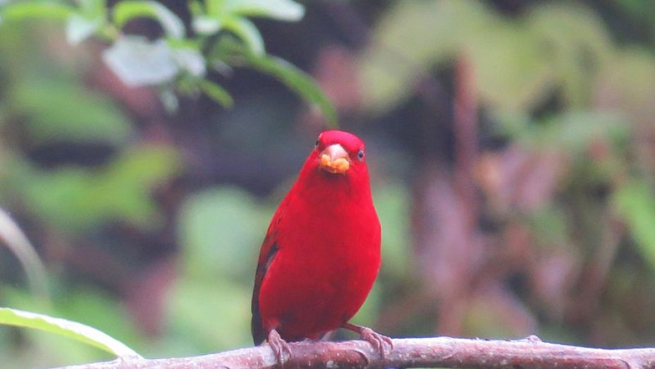 Daying Ering Wildlife Sanctuary - Pasighat | Daying Ering Wildlife ...