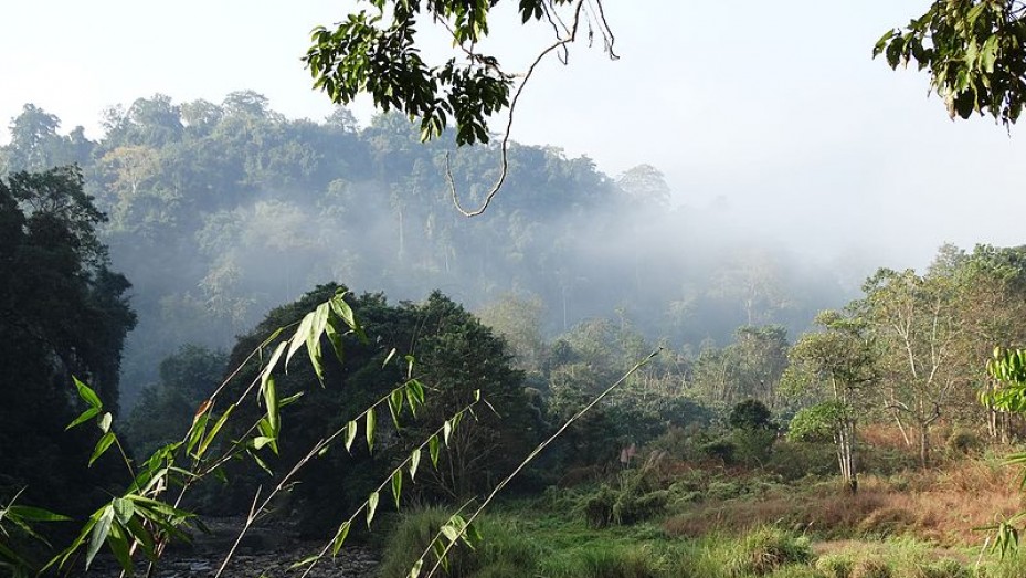 Borail Wildlife Sanctuary - National Parks in Assam | Borail Wildlife ...