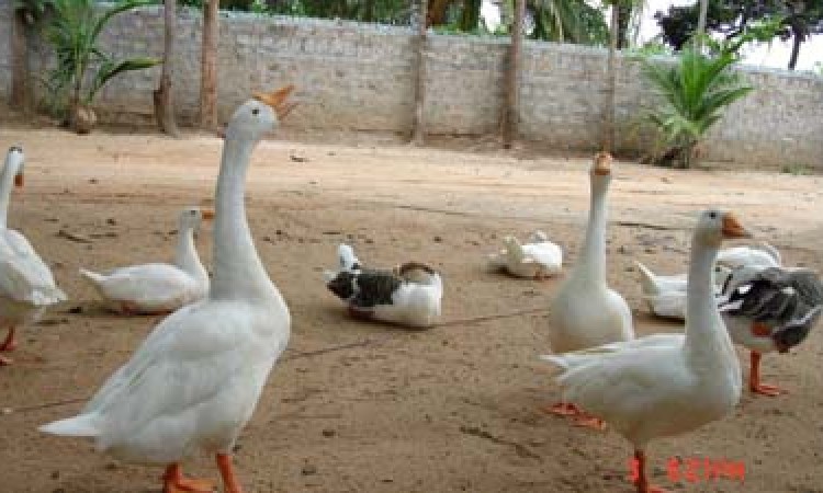 Amblee Resort Mysore | Amblee Resort | Mysore Hotels & Resorts ...