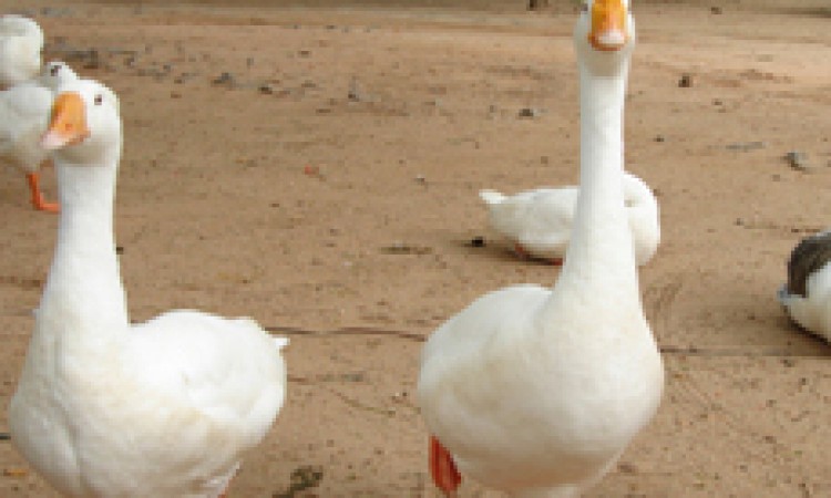 Amblee Resort Mysore | Amblee Resort | Mysore Hotels & Resorts ...